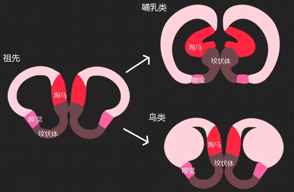 鸟类脑结构视频的参考资料与补充 哔哩哔哩