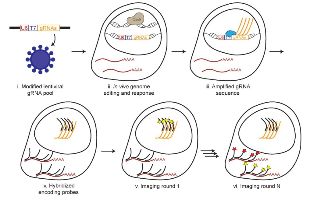 MERFISH：从单分子成像到空间转录组学的高通量探索 - 哔哩哔哩