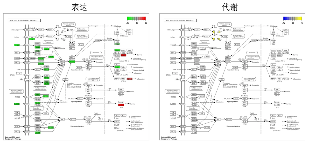 使用pathview在线渲染KEGG通路图，给感兴趣的基因、化合物添加颜色 - 哔哩哔哩
