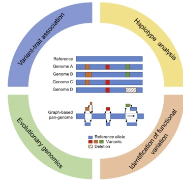 基于图形泛基因组的群体GWAS实操代码《一》：基于vcf文件构建图形泛基因组 - 哔哩哔哩