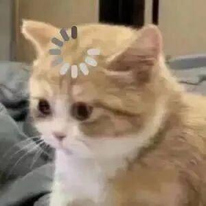 表情包|超可爱猫猫聊天万能表情包合集！ - 哔哩哔哩