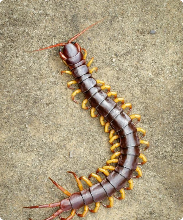 卧室有蜈蚣怎么消灭 - 哔哩哔哩