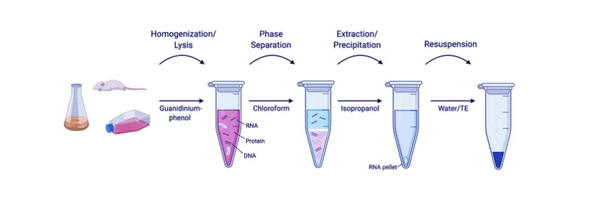 Trizol法提取RNA：从样本前处理到操作步骤 - 哔哩哔哩