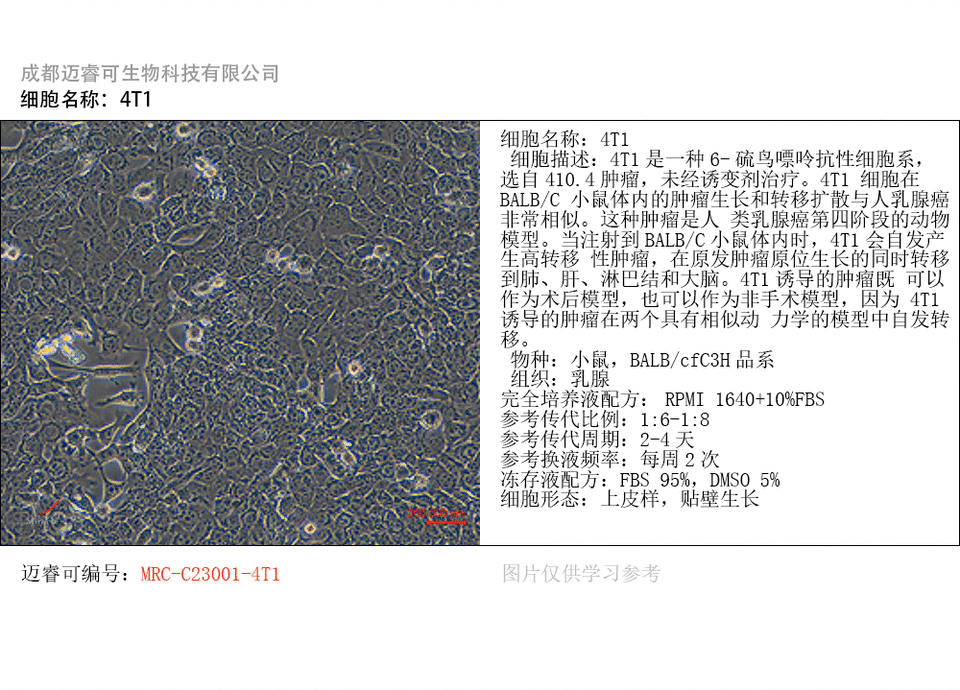 高质量4T1细胞——您肿瘤学研究的关键模型，尽在迈睿可生物 - 哔哩哔哩