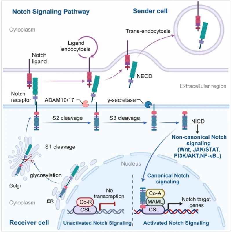 AbMole明星分子：γ-分泌酶抑制剂DAPT在细胞和动物上的应用 - 哔哩哔哩