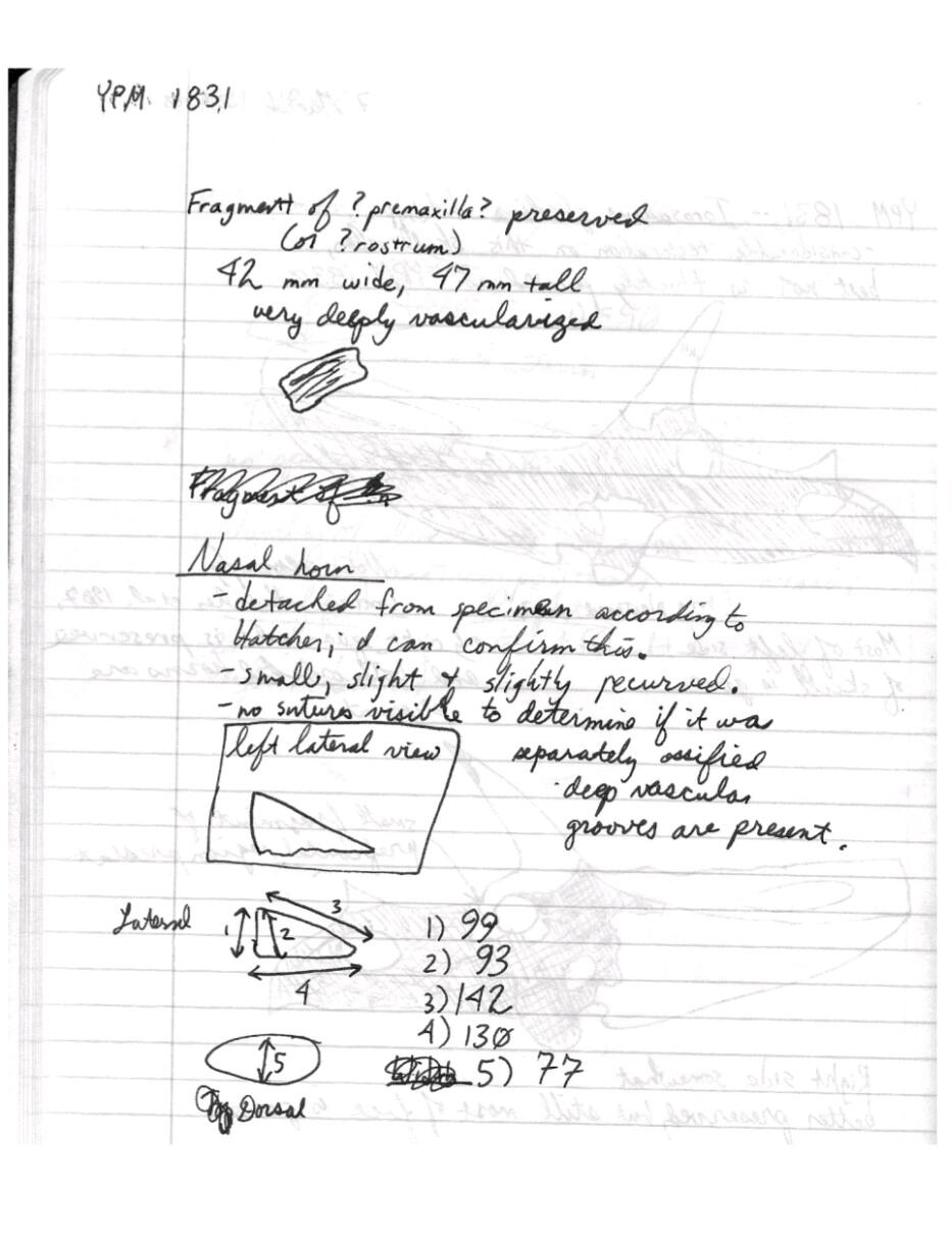 末代大头娃—牛角龙 - 哔哩哔哩
