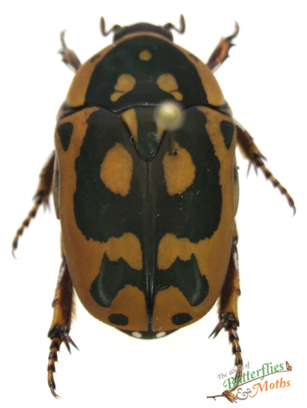 Pachnoda属~鱼雷花金龟及其近缘种类整理(一) - 哔哩哔哩