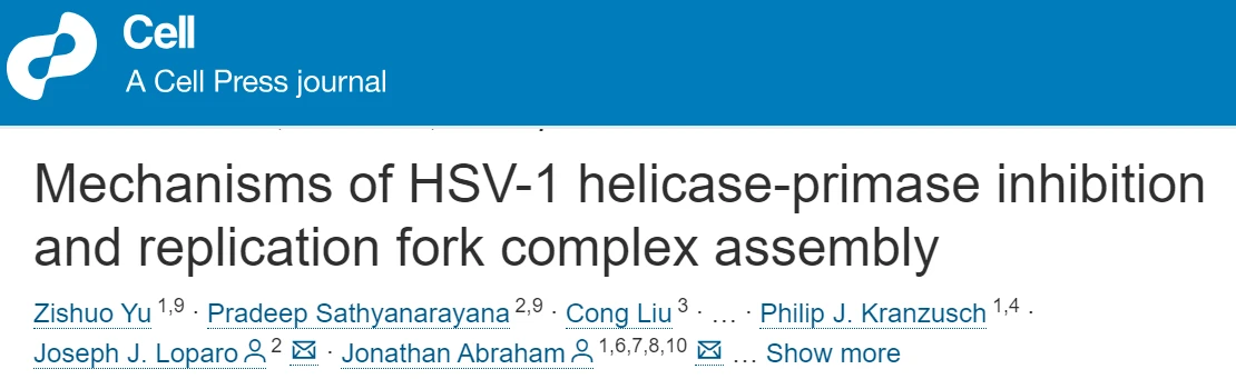 Cell | 疱疹病毒复制机器首次“全貌曝光”！冷冻电镜揭示药物作用靶点与耐药根 - 哔哩哔哩