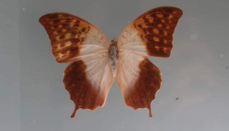 英国蝴蝶监测计划：半个世纪守护昆虫生物多样性的长跑 | 海湿讯 - 哔哩哔哩