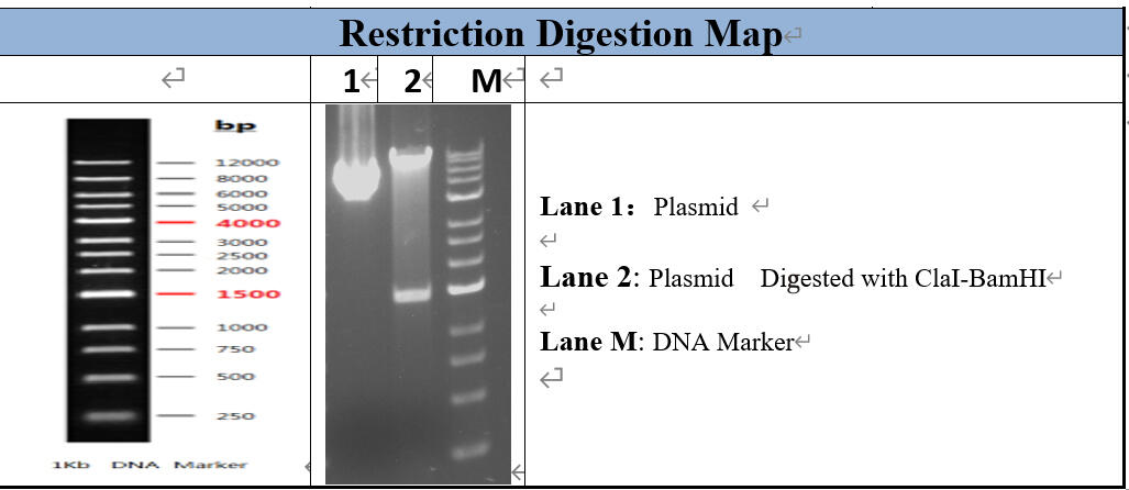 CRISPR screening—sgRNA pool构建流程 - 哔哩哔哩