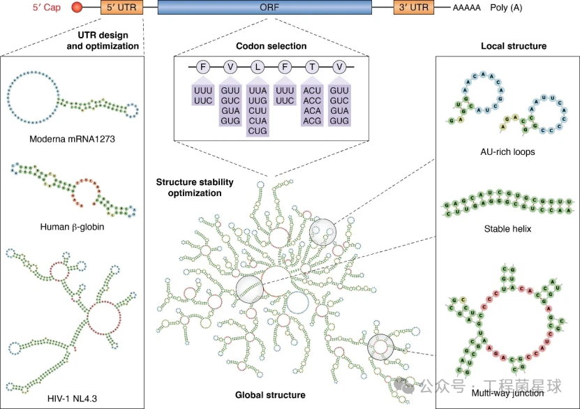 一文读懂|mRNA序列设计之UTR设计策略（含案例） - 哔哩哔哩