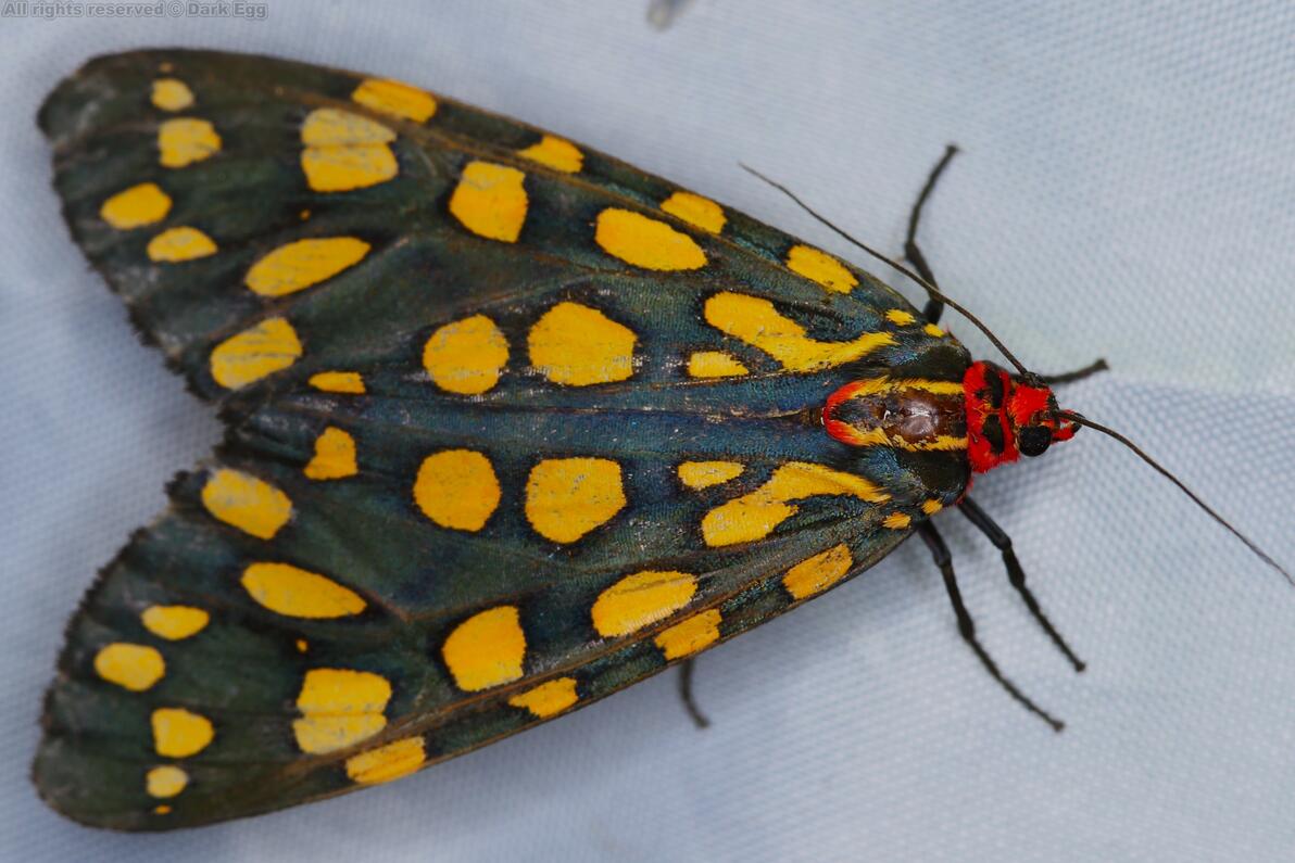 西南虫记·青川·唐家河·20230626 (8) - 哔哩哔哩