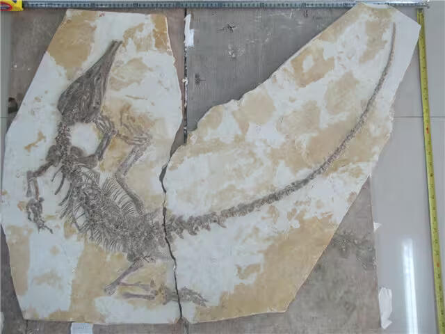 离龙目（Choristodera）基本介绍 - 哔哩哔哩