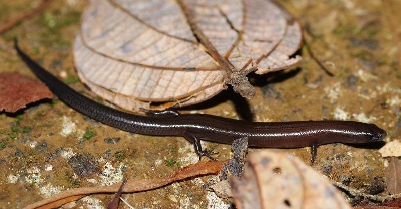 石龙子科Scincidae属级中文名整理（上） - 哔哩哔哩