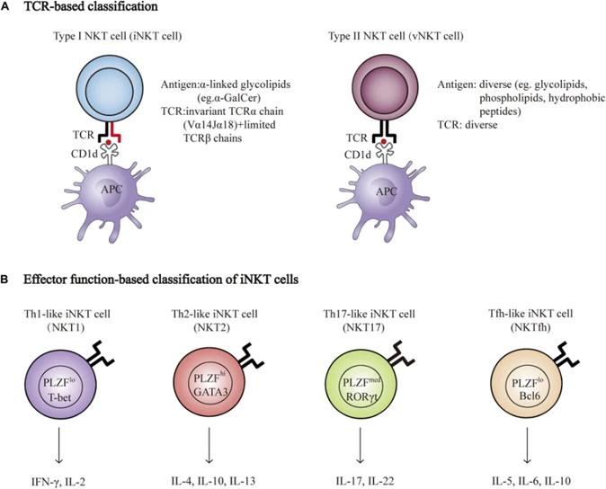 免疫细胞 | T细胞分类及标记物汇总详解版 - 哔哩哔哩