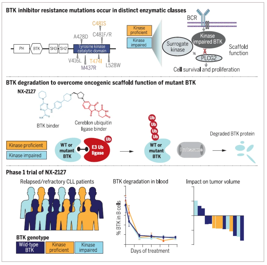 Science |NX-2127介导BTK降解治疗慢性淋巴细胞白血病CLL思路解析 - 哔哩哔哩