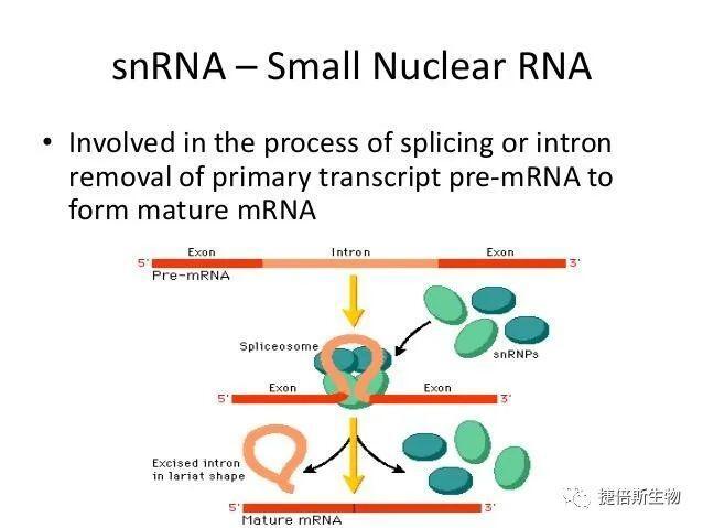 80%的人都不知道RNA竟然还有这么多种类 - 哔哩哔哩