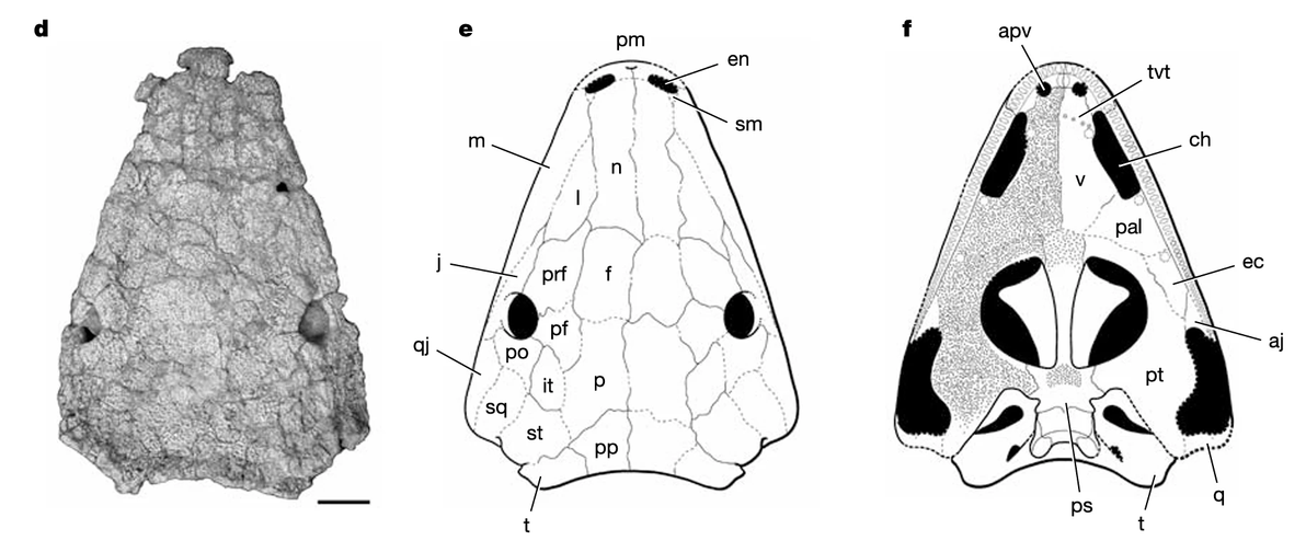洼沼庞面-离片椎类-1概述及基干物种 - 哔哩哔哩