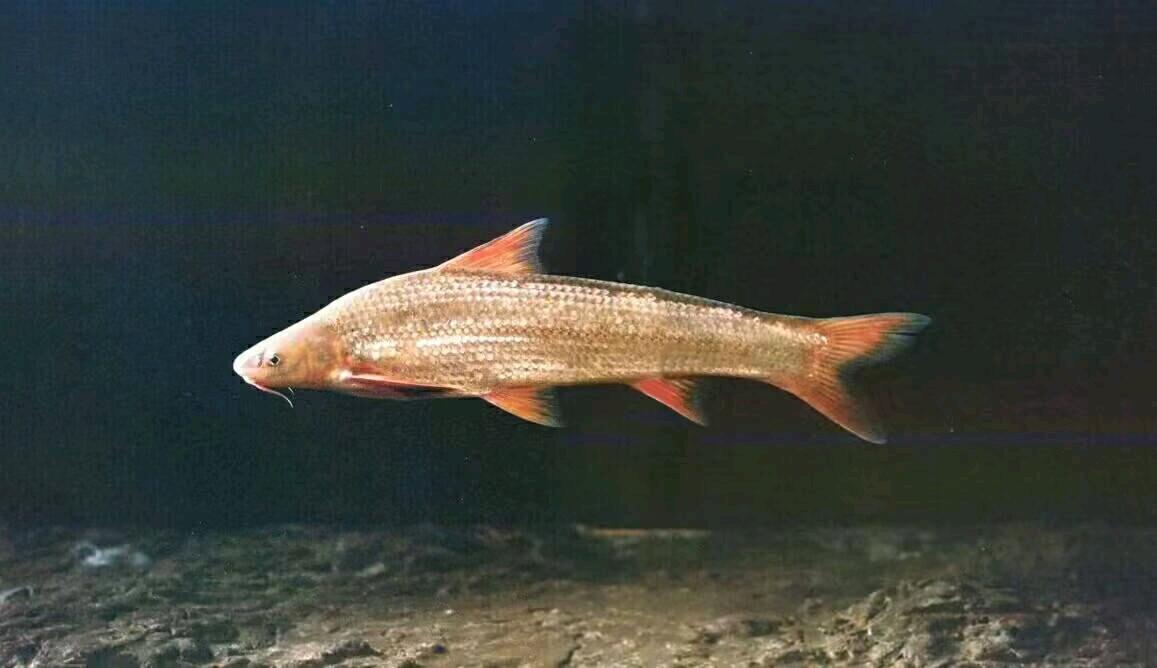 葛洲坝截流前长江两种铜鱼属 Coreius Jordan et Starks, 1905的生物学及渔业利用 - 哔哩哔哩