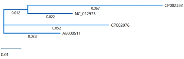 DNAStar软件之如何使用MegAlign Pro为您的数据构建最佳的系统发育 - 哔哩哔哩