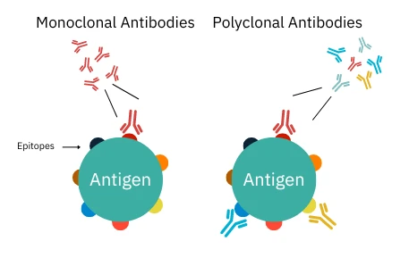 首个多克隆抗体从头测序软件！PolySeq.AI利用3种质谱技术实现99%+准确 - 哔哩哔哩