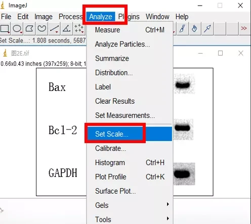 Image J定量分析WB灰度值 - 哔哩哔哩