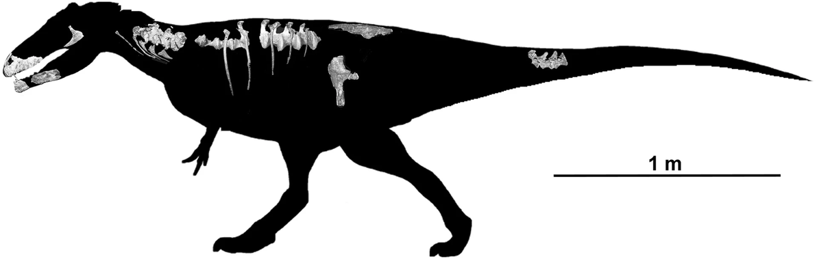 【物种译名】鲨齿龙类Carcharodontosauria全物种译名 - 哔哩哔哩