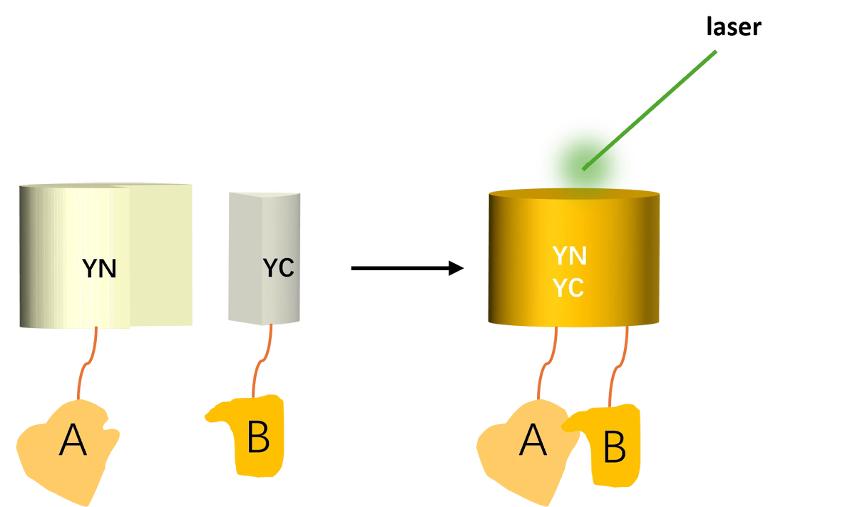 荧光系列技术对比：BiFC、LCA与DLR技术全解析 - 哔哩哔哩