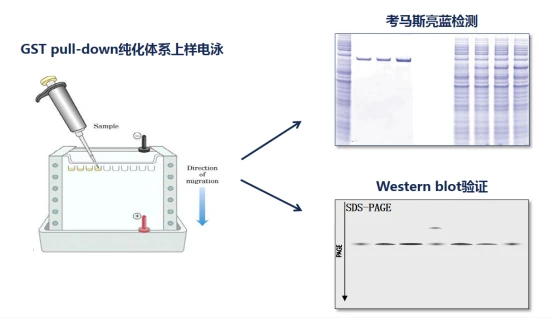 验证蛋白-蛋白相互作用，GST pull-down实验流程与结果解读 - 哔哩哔哩