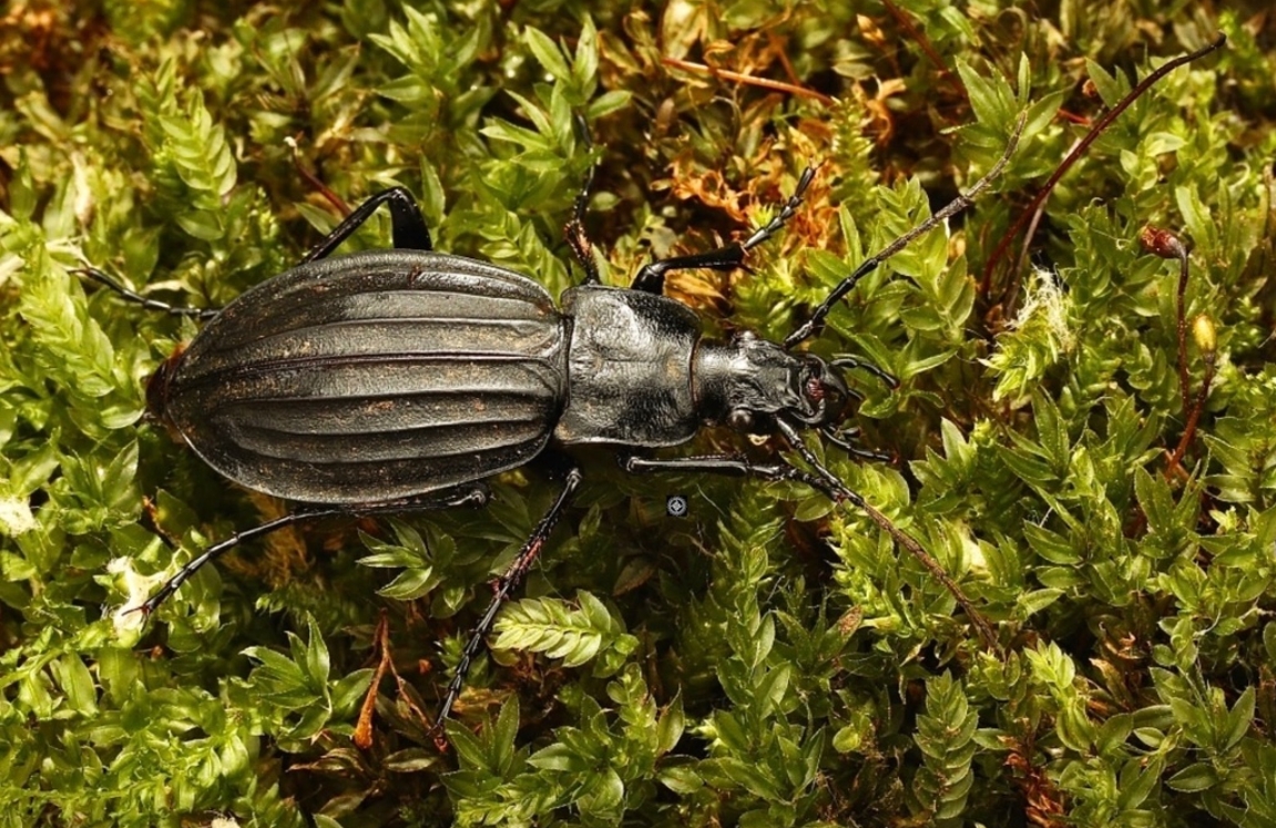 山东大步甲属Carabus物种小计 - 哔哩哔哩