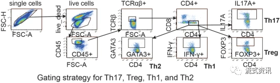 流式分析小鼠小肠CD4+T分化的特征 - 哔哩哔哩