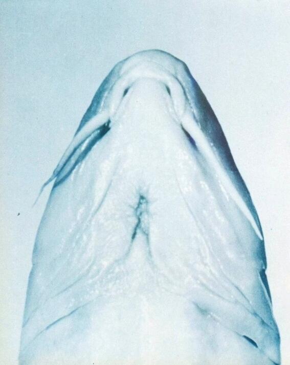 葛洲坝截流前长江两种铜鱼属 Coreius Jordan et Starks, 1905的生物学及渔业利用 - 哔哩哔哩