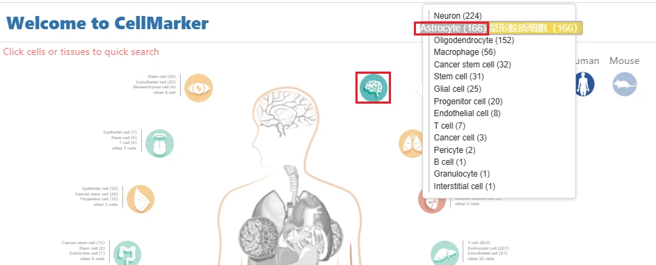 如何快速找到某个细胞最具代表性的marker（标志物）？ - 哔哩哔哩
