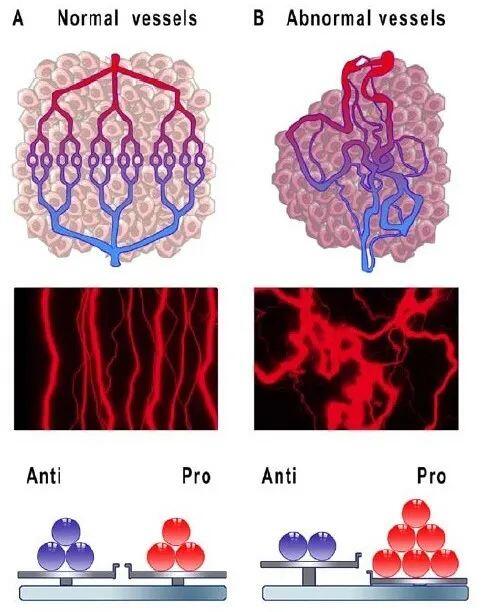 【AmBeed解析】VEGFR的作用靶点及作用机制的分析 - 哔哩哔哩