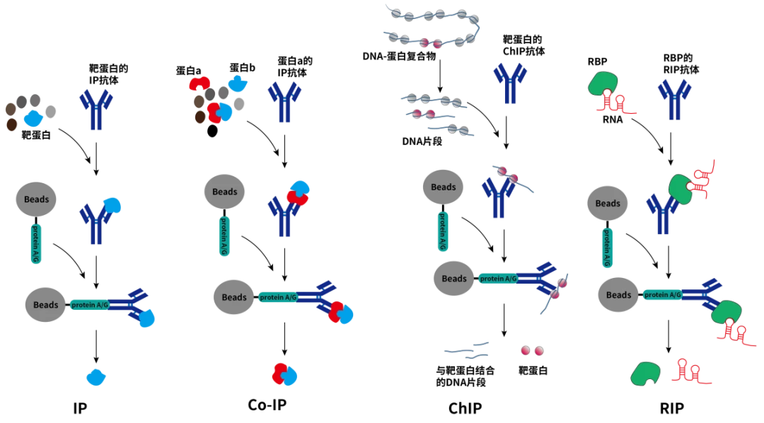分子互作干货丨免疫沉淀（IP）技术详解 - 哔哩哔哩