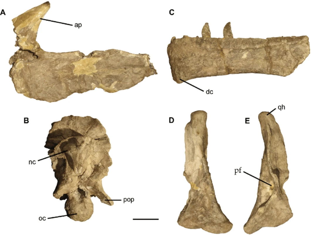 【物种译名】鲨齿龙类Carcharodontosauria全物种译名 - 哔哩哔哩