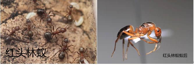 中国蚁属（Formica）分类 - 哔哩哔哩