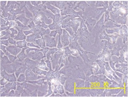 HepG2、SMMC-7721、Hep3B、Huh-7肝癌细胞系培养合集来袭！ - 哔哩哔哩