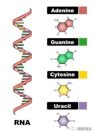 干货：一文读懂mRNA rRNA tRNA结构和功能 - 哔哩哔哩