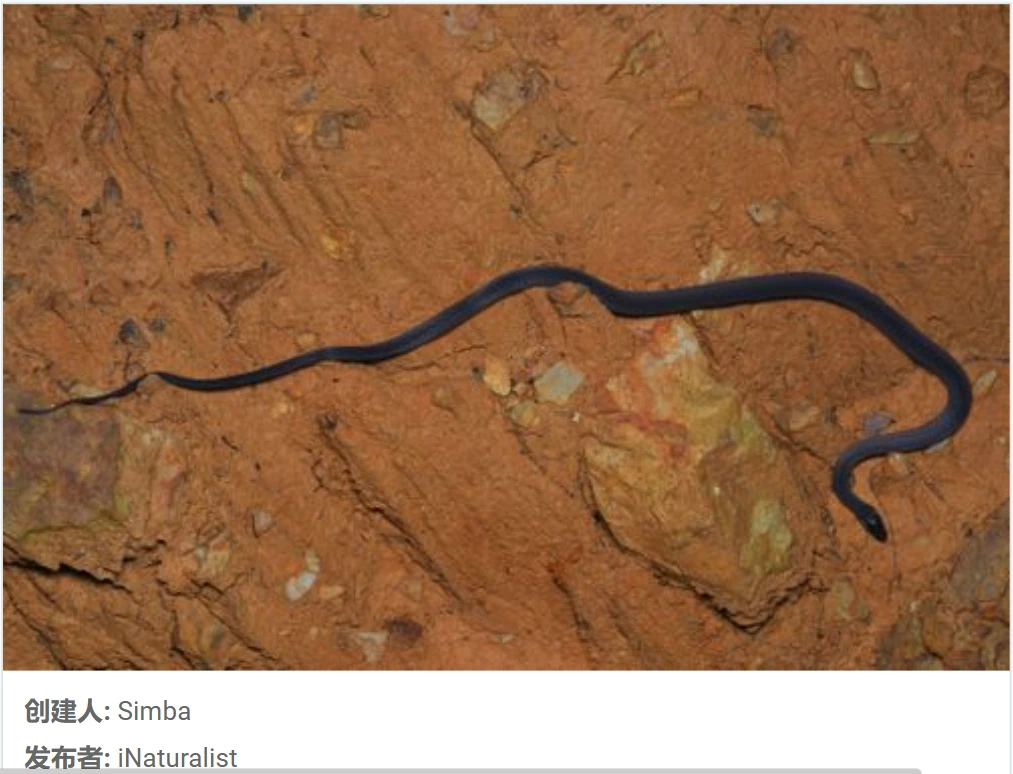 国产脊蛇属 - 哔哩哔哩