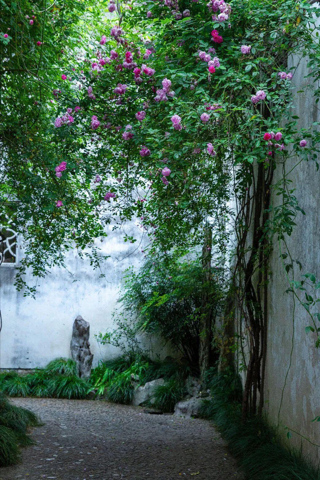 一年花事到蔷薇 - 哔哩哔哩