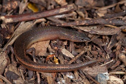 石龙子科Scincidae属级中文名整理（上） - 哔哩哔哩