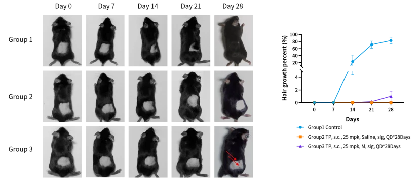 造模百科 | 雄激素性脱发小鼠模型 - 哔哩哔哩