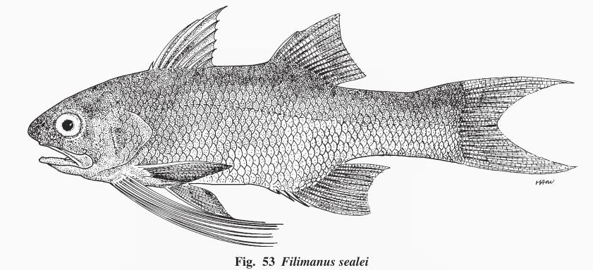 【鳍指如丝】马鲅科：默默无闻的丝指马鲅属Filimanus - 哔哩哔哩