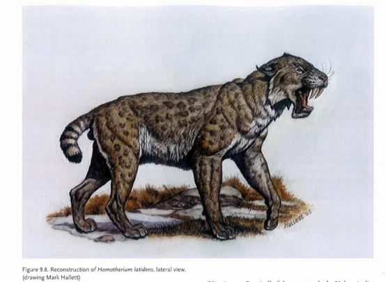 第九章：北美锯齿虎族（Homotheriini）分类框架 - 哔哩哔哩