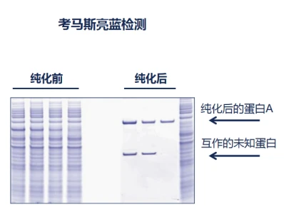 验证蛋白-蛋白相互作用，GST pull-down实验流程与结果解读 - 哔哩哔哩