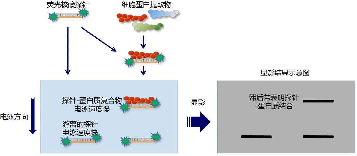 验证核酸-蛋白相互作用 | 凝胶迁移EMSA实验流程及结果分析 - 哔哩哔哩