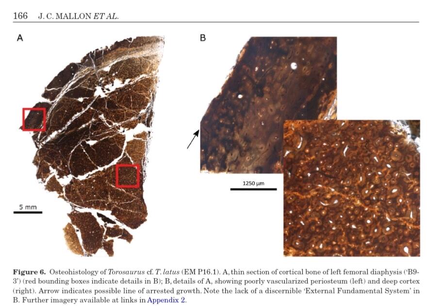 末代大头娃—牛角龙 - 哔哩哔哩