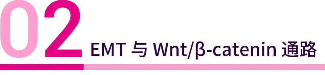 Wnt/β-catenin通路的激活途径在肿瘤研究的应用 - MedChemExpress - 哔哩哔哩