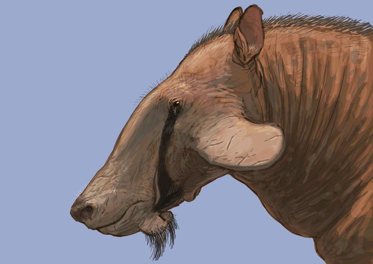 豨科的拉丁学名与中文译名对照 - 哔哩哔哩